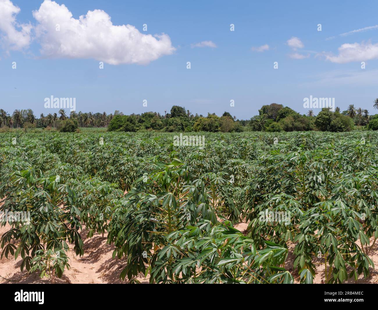 Cassava field in Huai Yai, the Chonburi province of Thailand Stock ...