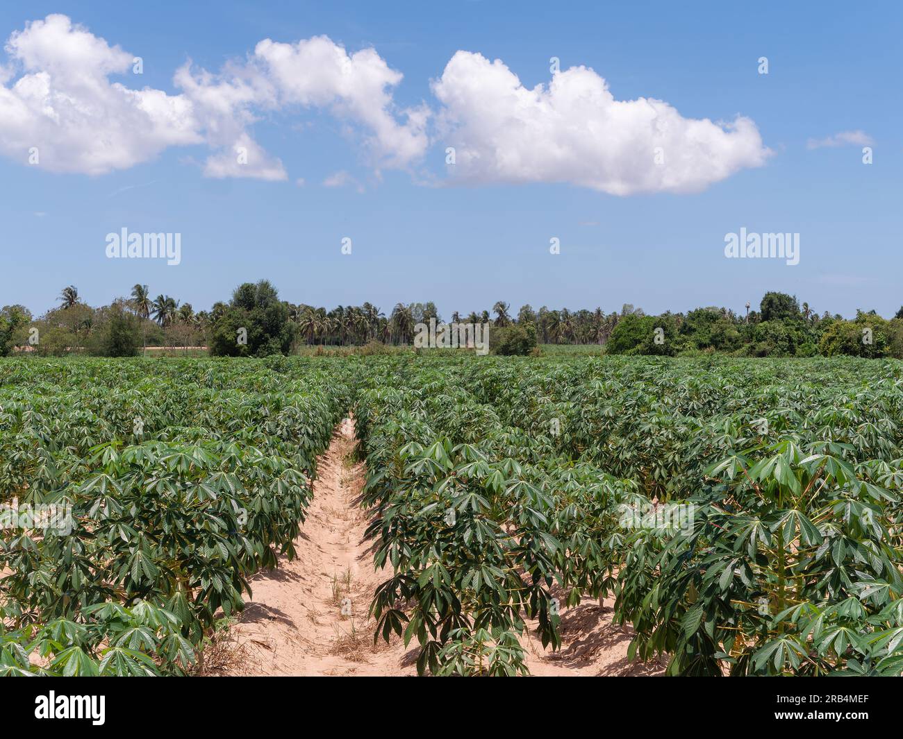 Cassava field in Huai Yai, the Chonburi province of Thailand Stock ...