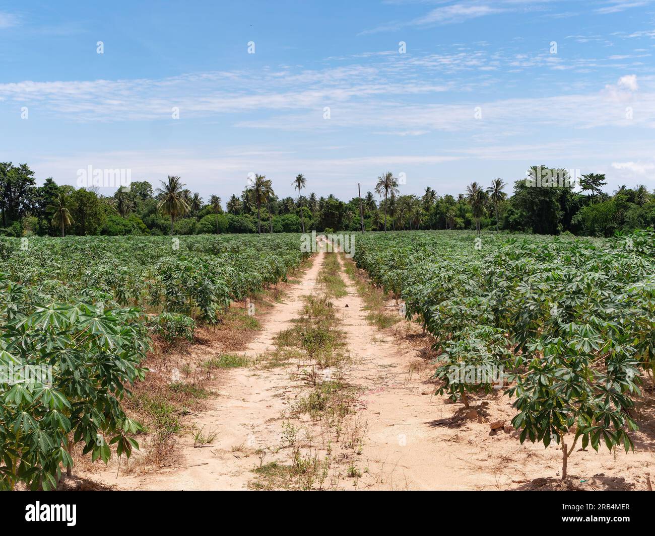 Cassava farm hi-res stock photography and images - Alamy