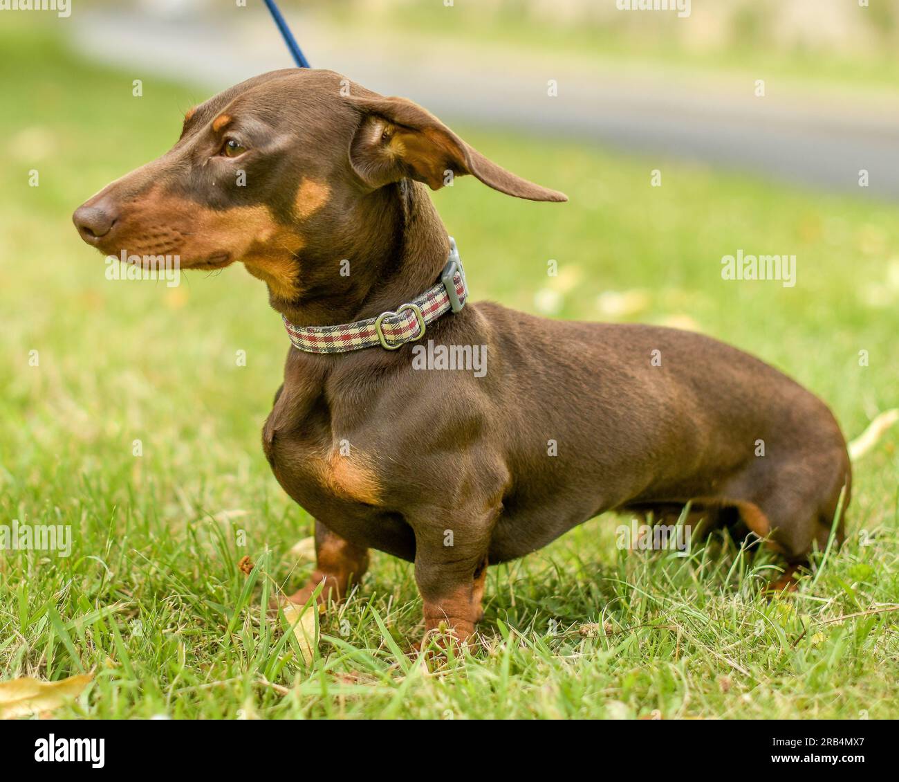Light Brown Mini Dachshund