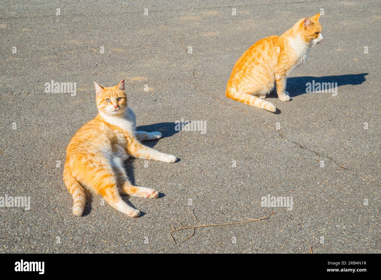 Two stray cats Stock Photo - Alamy