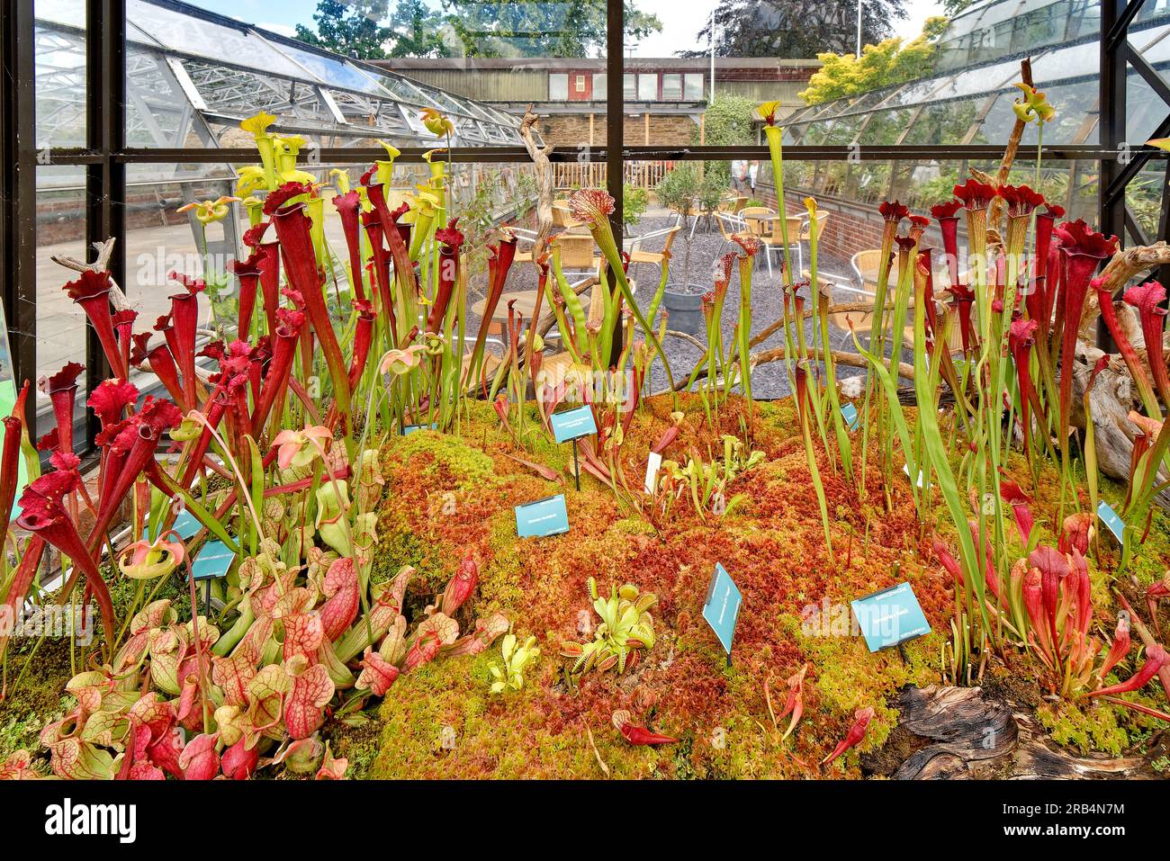 Inverness Botanic Gardens Scotland an indoor display of colourful ...