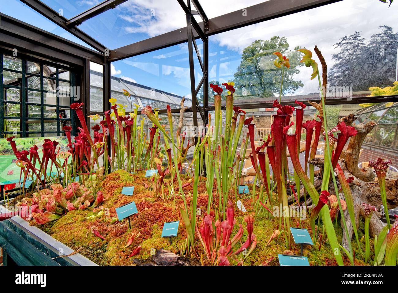 Inverness Botanic Gardens Scotland an indoor display of Insectivorous ...