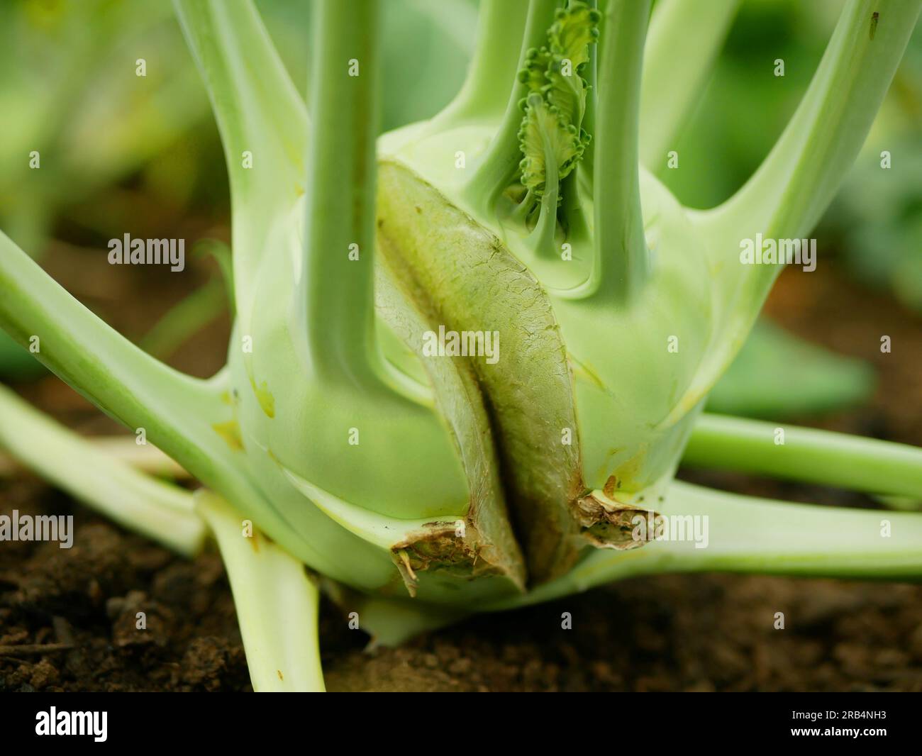 Kohlrabi overripe cracked harvest close-up planting tuber bio detail ...