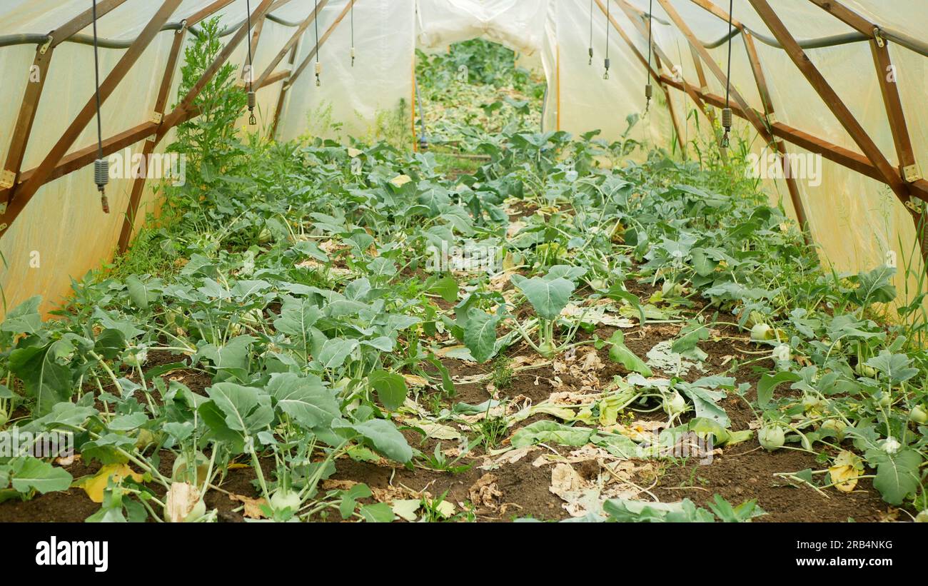 Kohlrabi rotten greenhouse foil waste wilted bio discarded organic rot ...