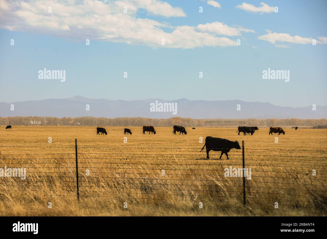 American meat industry hi-res stock photography and images - Alamy