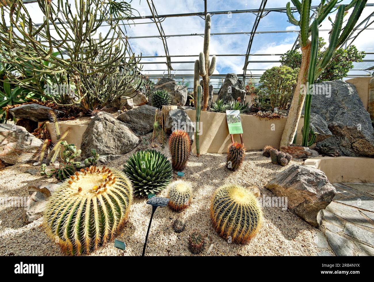 Inverness Botanic Gardens Scotland interior of the Cactus greenhouse and large round cacti Stock ...