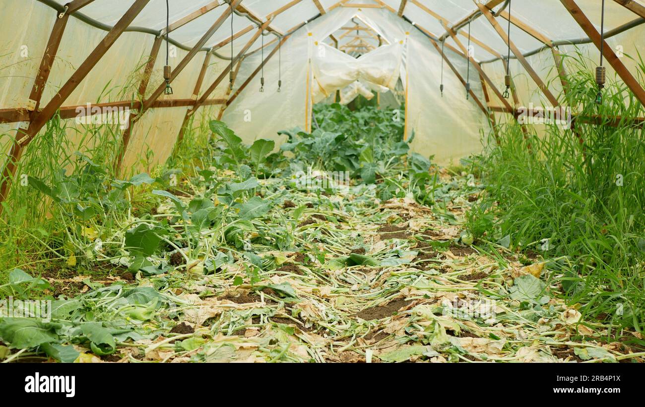 Kohlrabi rotten greenhouse foil waste wilted bio discarded organic rot ...