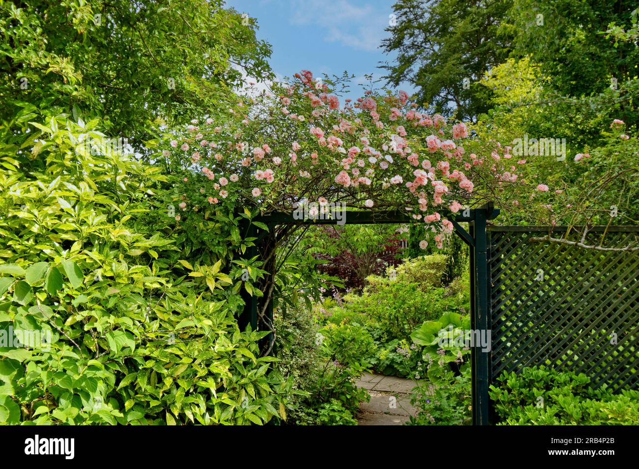 Inverness Botanic Gardens Scotland pink roses growing over trellis and ...