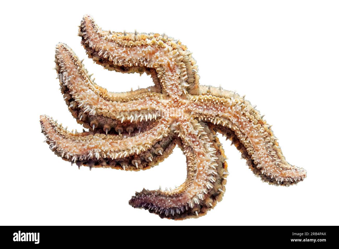 Isolated starfish bottom closeup view with white background. Wild sea ...
