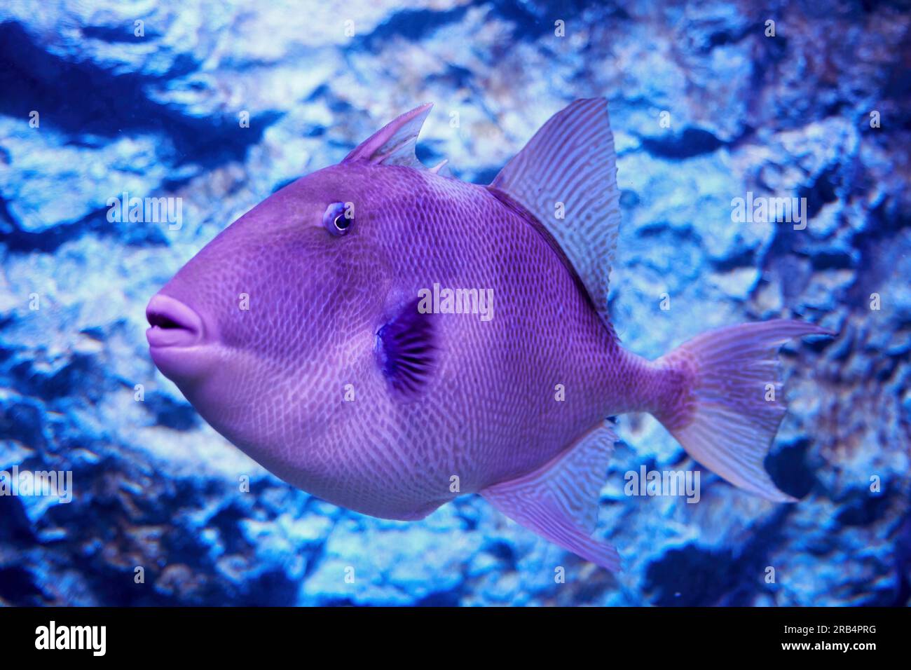 Funny curious triggerfish with big lips swimming underwater. Wild ...