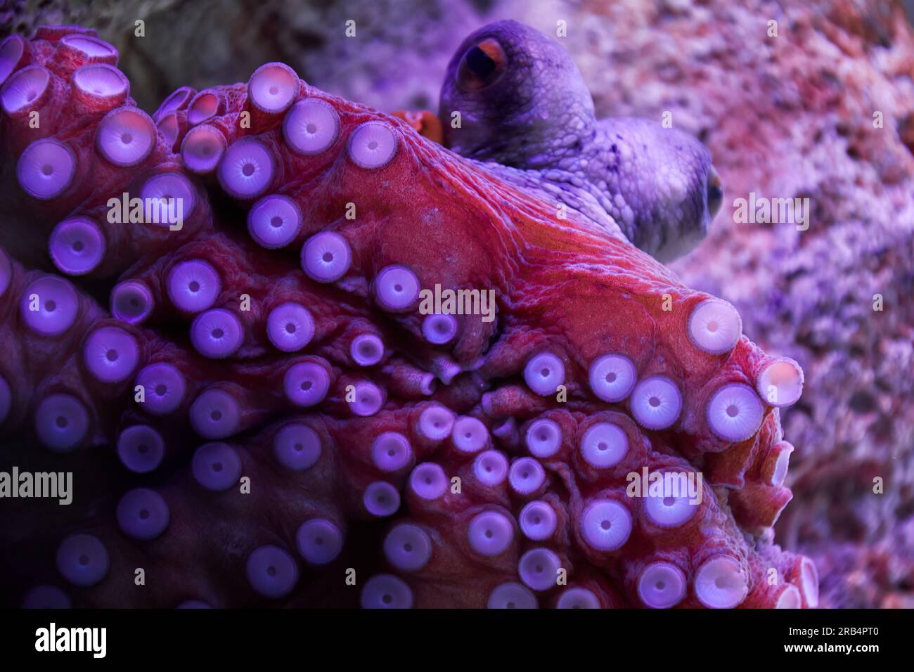 Curious octopus swimming underwater and gazing into camera. Big ...