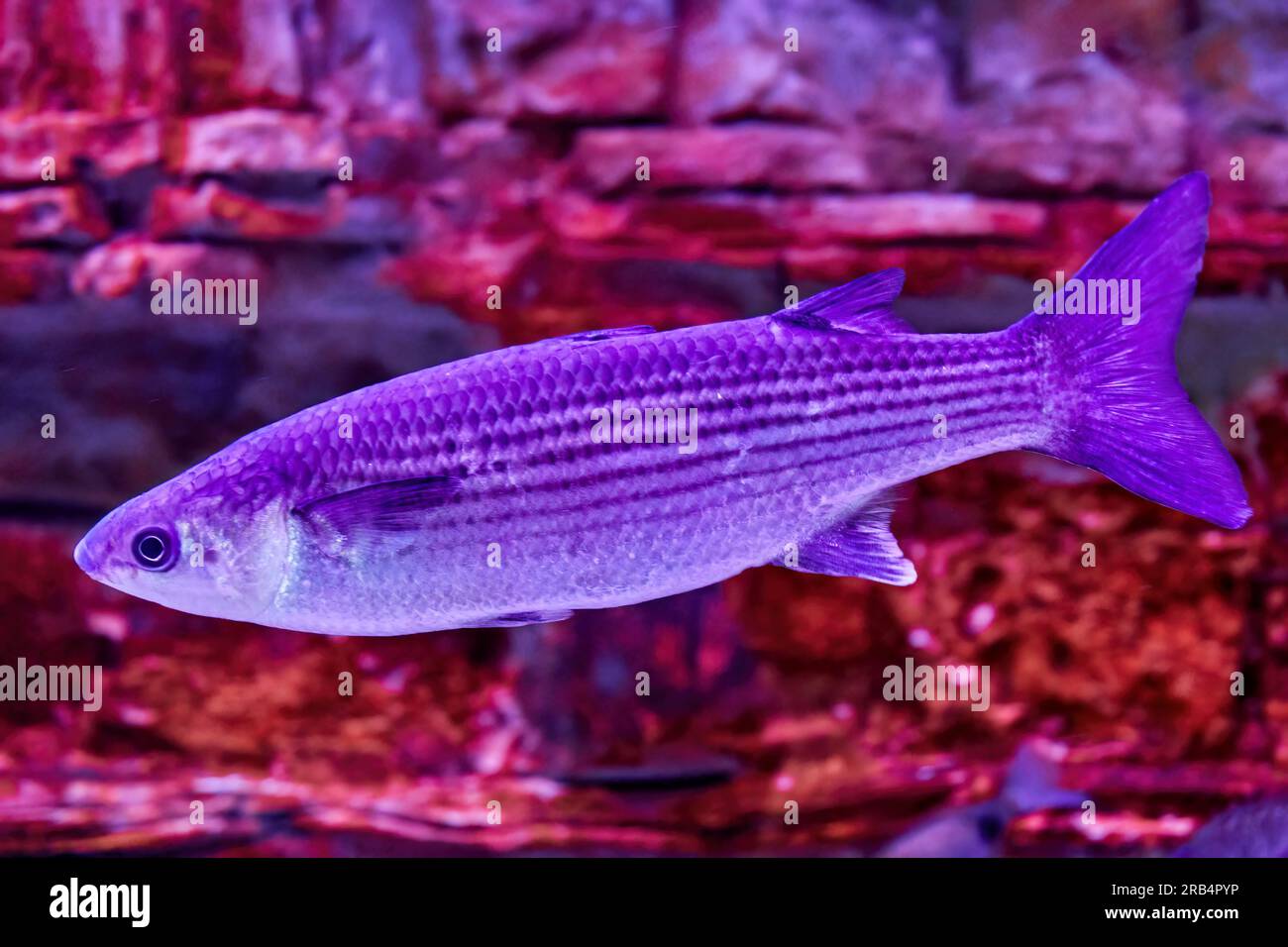 Long fish swimming in aquarium with colorful background in soft focus ...
