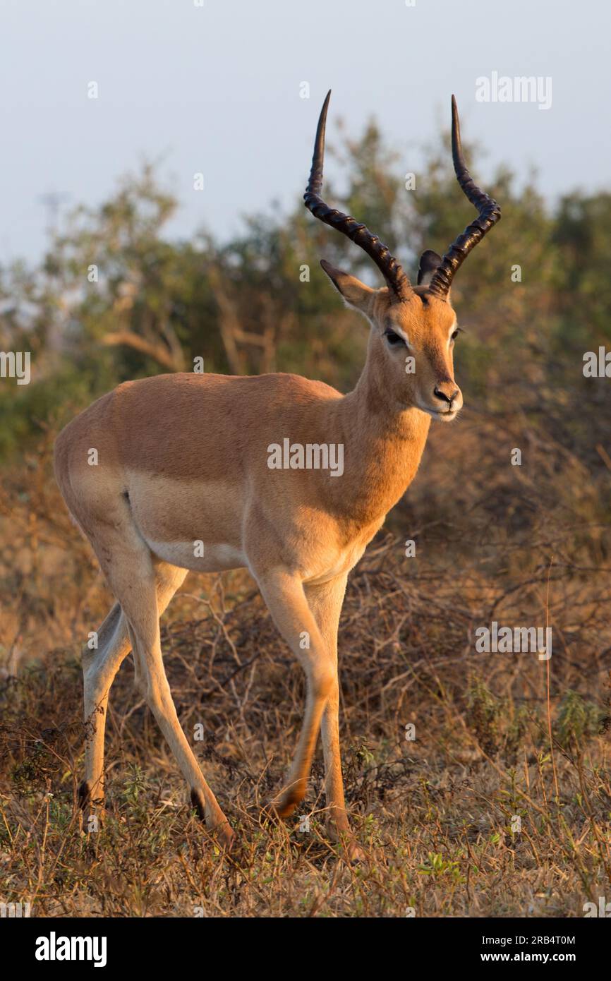 Impala rooibok aepyceros melampus hi-res stock photography and images ...