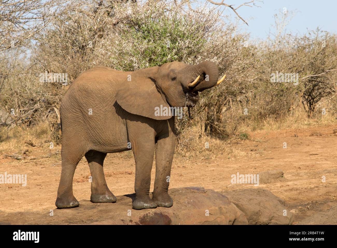 Kruger elephant drinking hi-res stock photography and images - Alamy