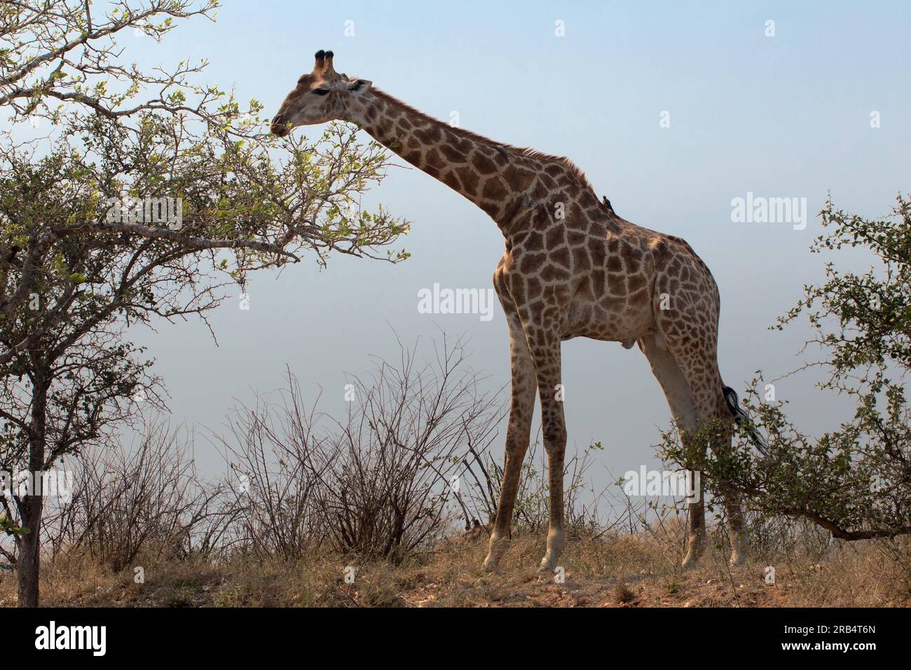 Tallest giraffe hi-res stock photography and images - Alamy