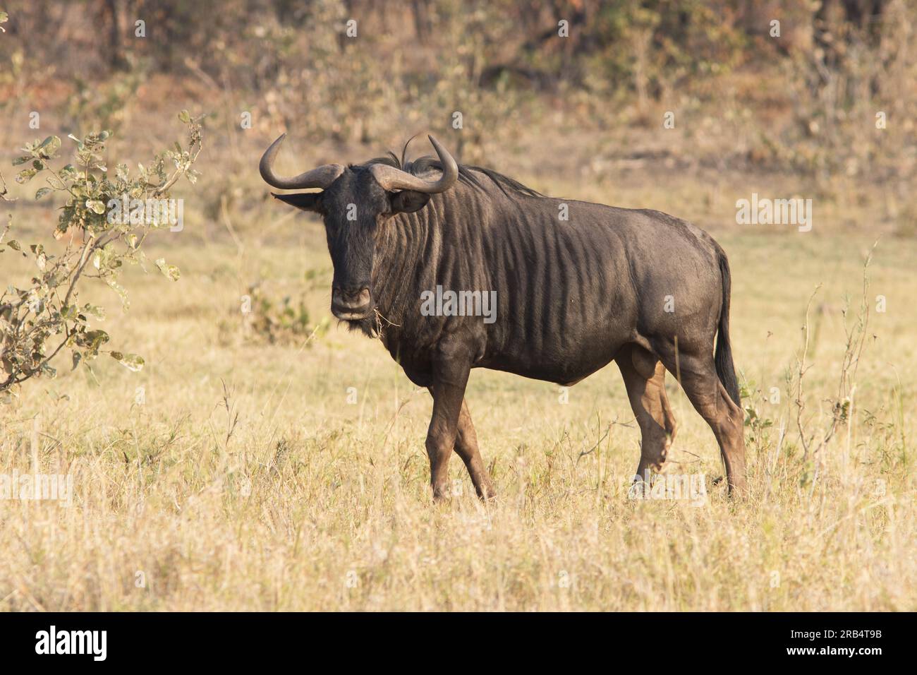 Blue wildebeest common wildebeest hi-res stock photography and images ...