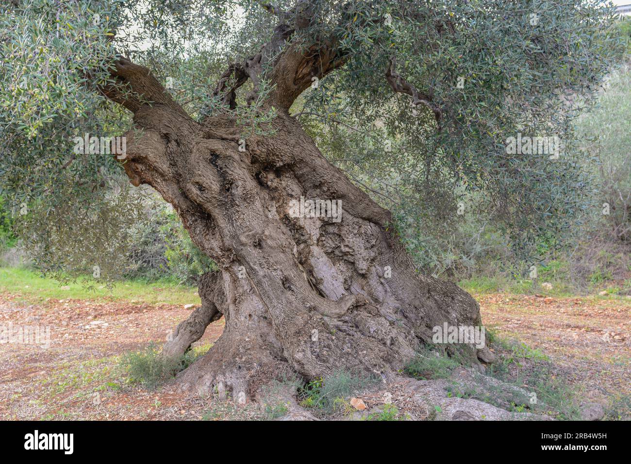 Very old olive tree with twisted and splintered trunk in Apulia Stock ...
