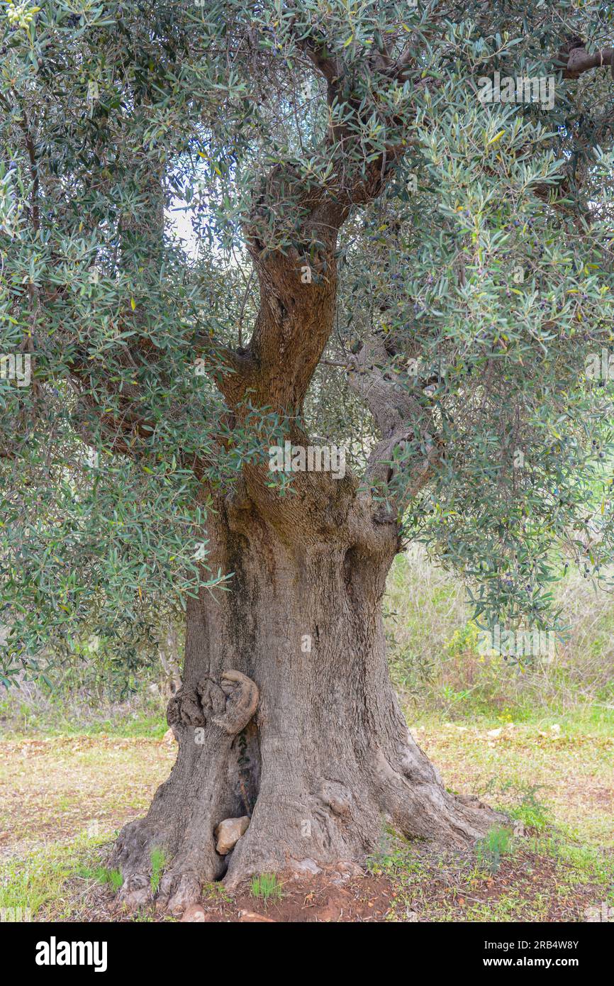 Very old olive tree with twisted and splintered trunk in Apulia Stock ...