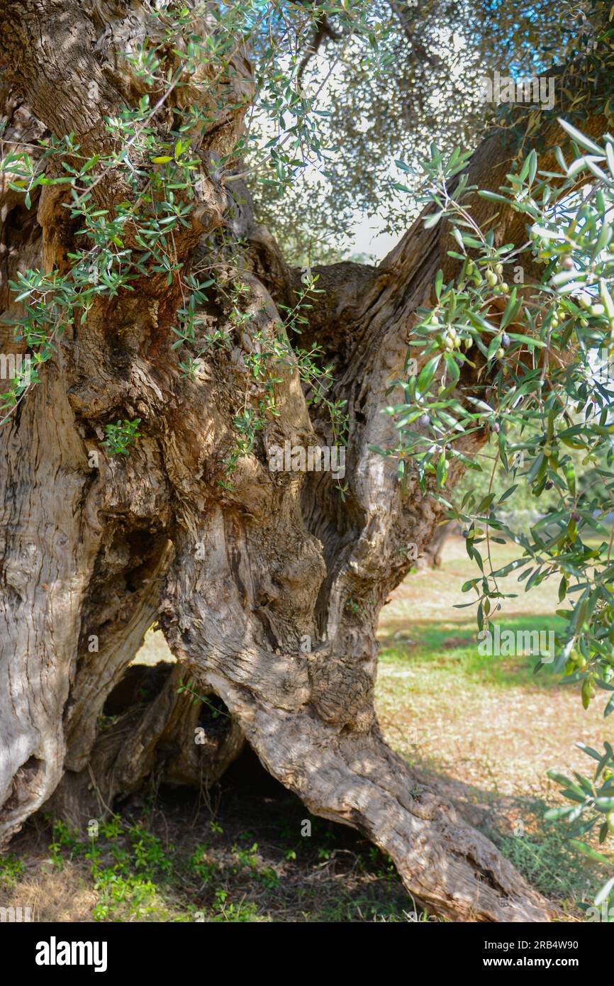 Very old olive tree with twisted and splintered trunk in Apulia Stock ...