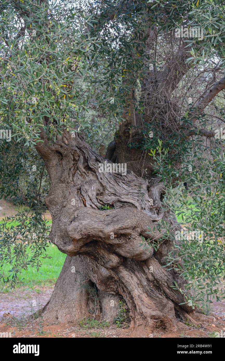 Secular plants hi-res stock photography and images - Alamy