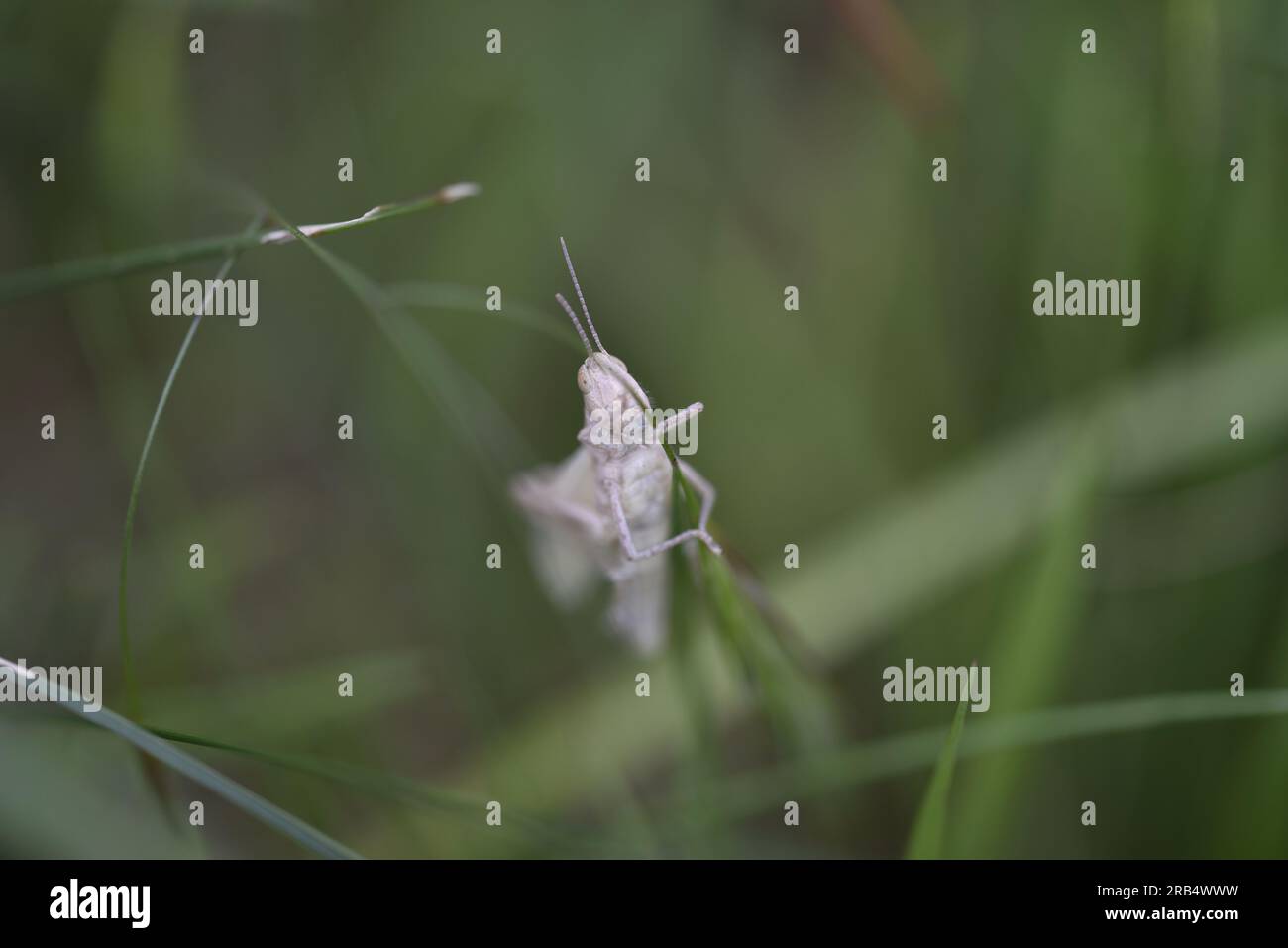 Field Grasshopper Nymph (Chorthippus brunneus) Rubbing Legs Together on ...