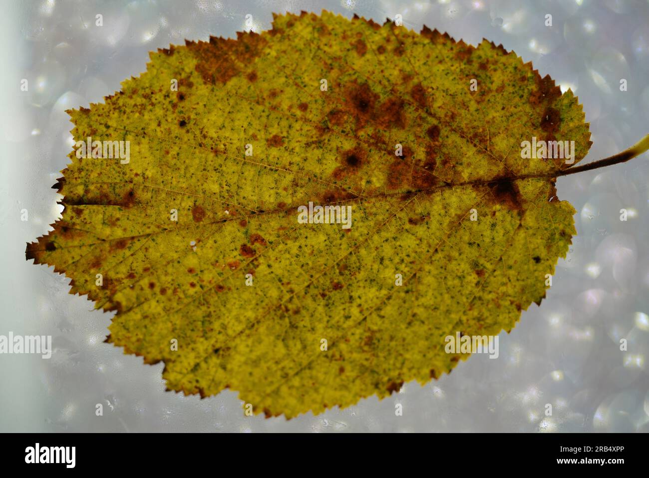 Leaf of a deciduous tree in autumn created in detail in the studio ...