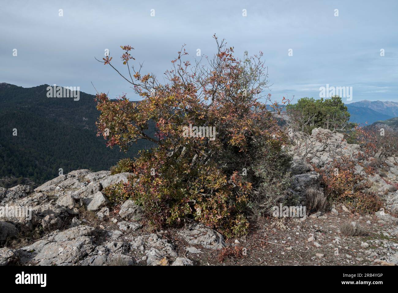 Terebinth tree hi-res stock photography and images - Alamy