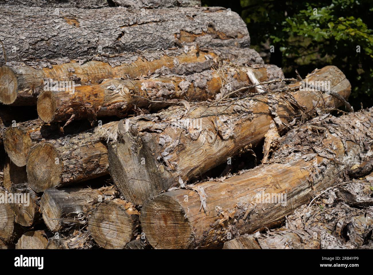 firewood cut in the forest and stored as a log to dry Stock Photo - Alamy