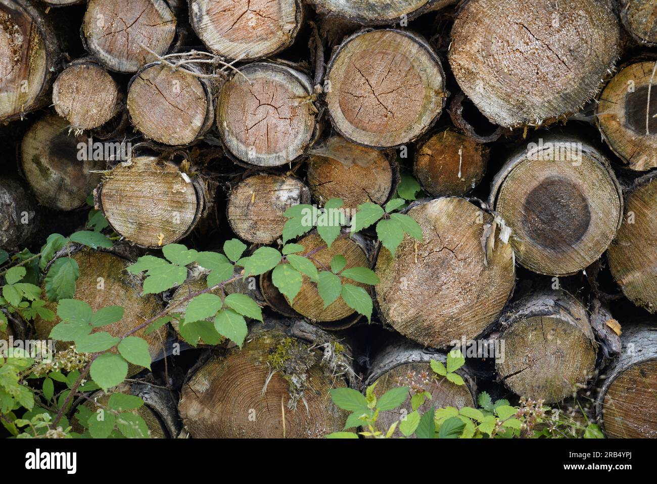 Forest dieback due to climate change, drought and storms and ...