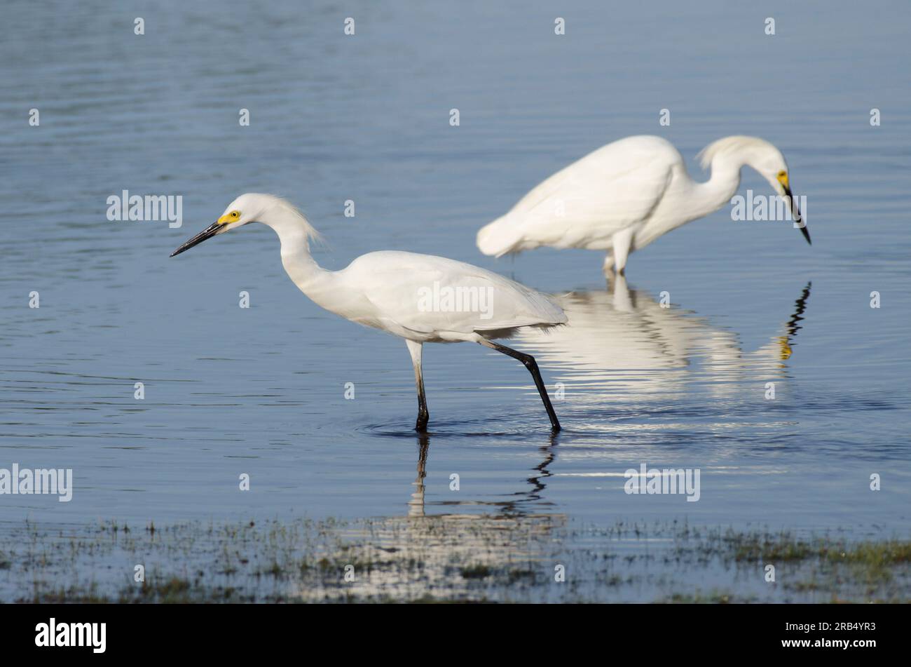 Lake egrets hi-res stock photography and images - Alamy