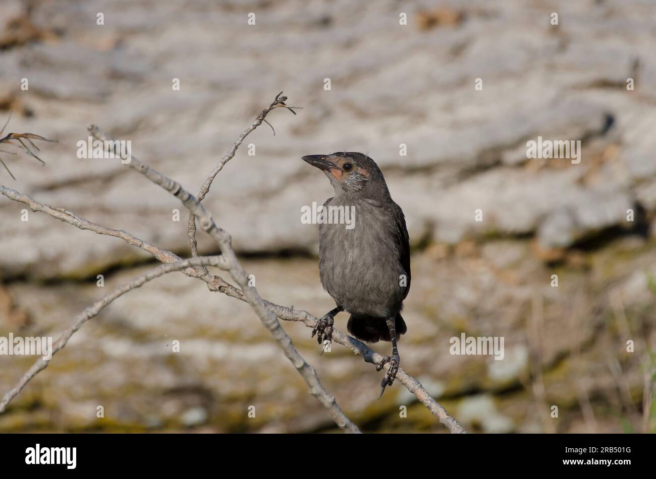Common Grackle, Quiscalus quiscula, juvenile Stock Photo - Alamy