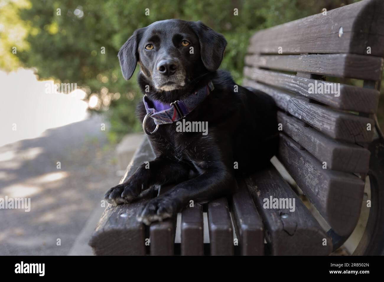 Tricolor lab hi-res stock photography and images - Alamy