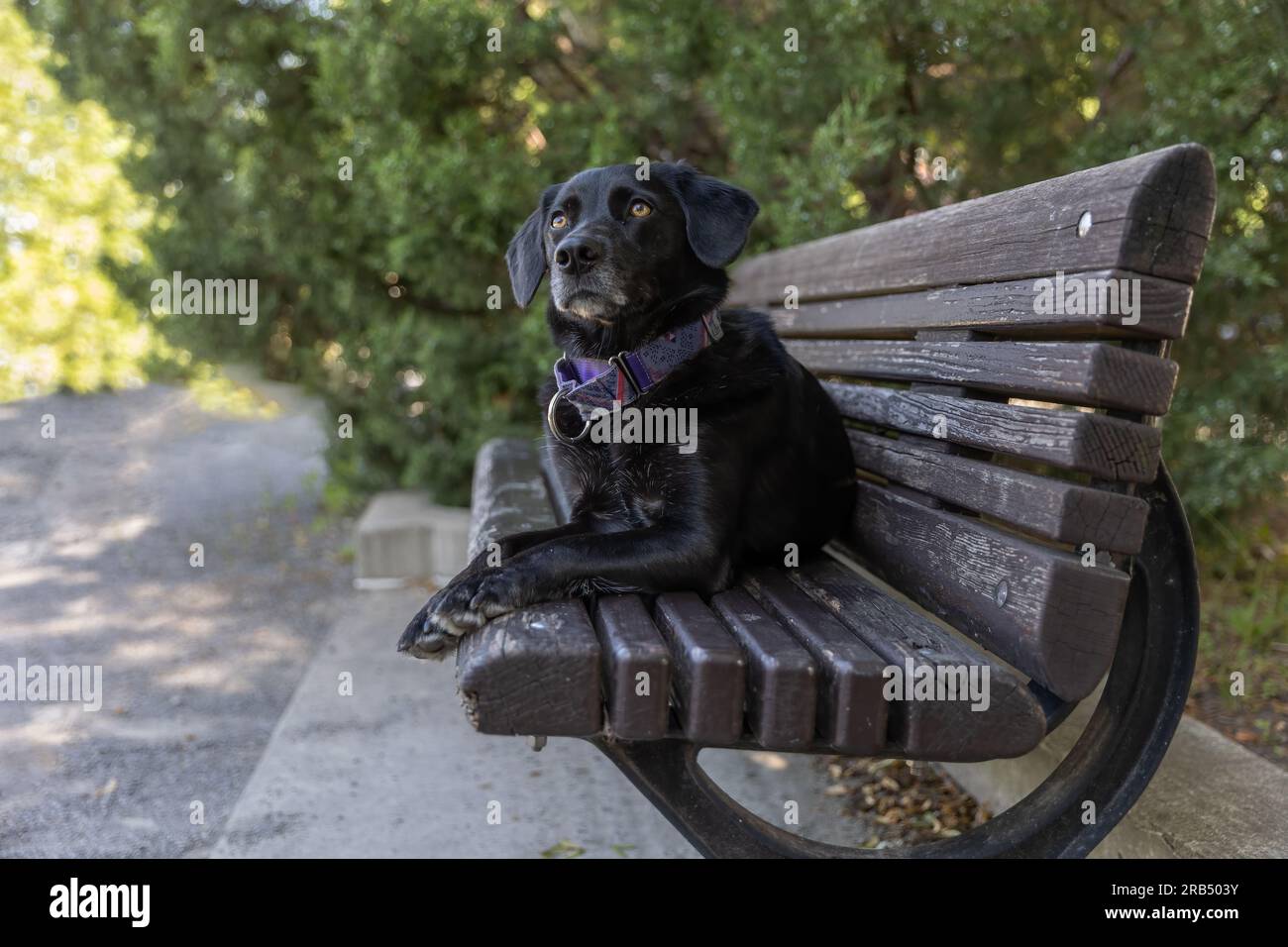 Black Labrador Retriever sitting on a bench in the park Stock Photo - Alamy