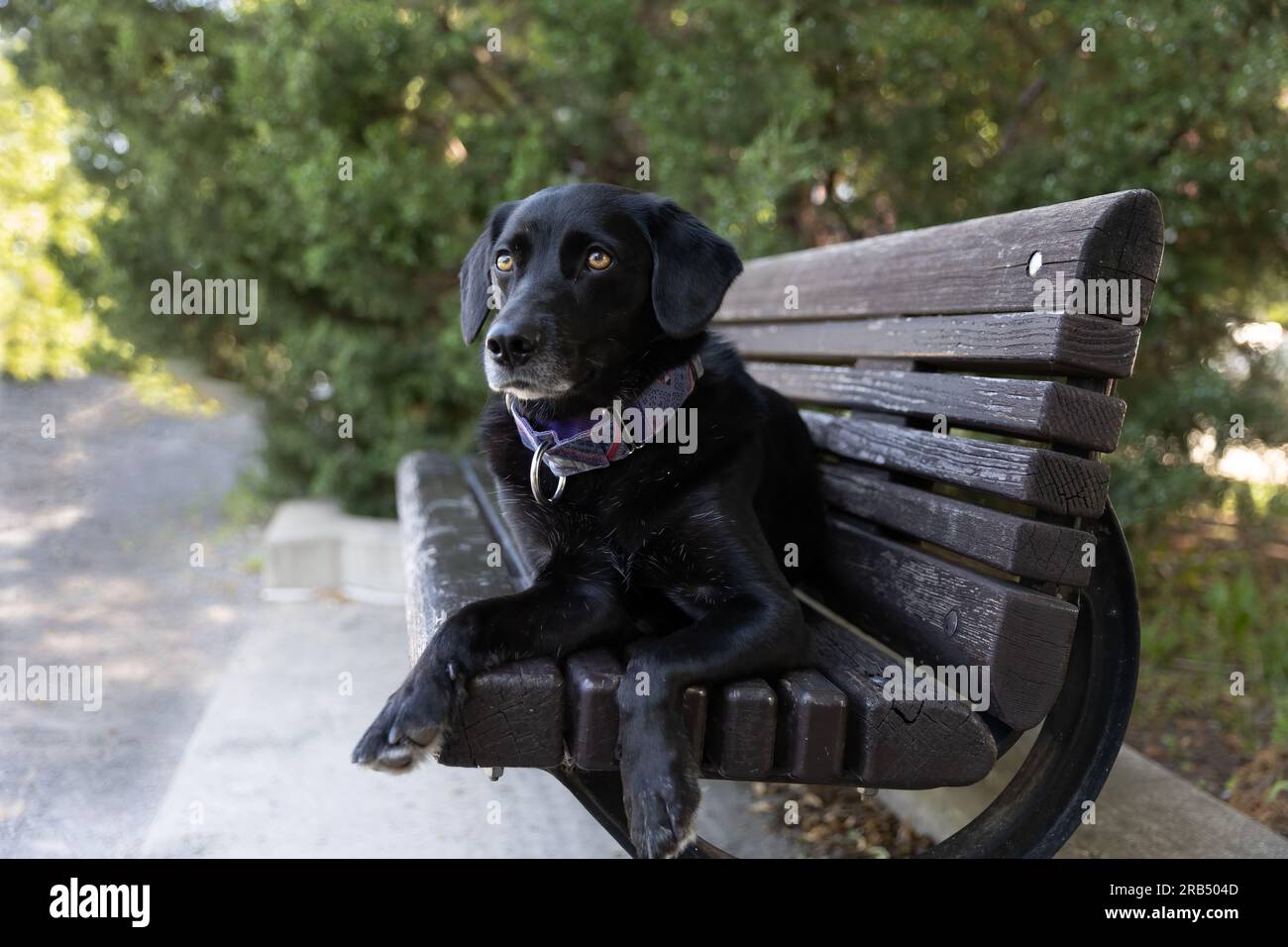 Labrador tricolor hi-res stock photography and images - Alamy