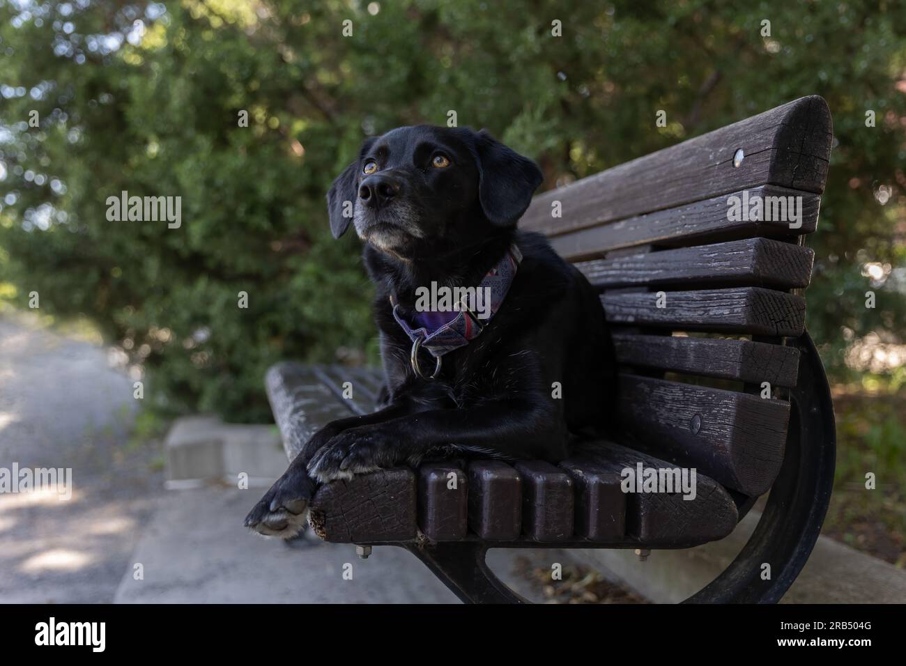 Tricolor lab hi-res stock photography and images - Alamy
