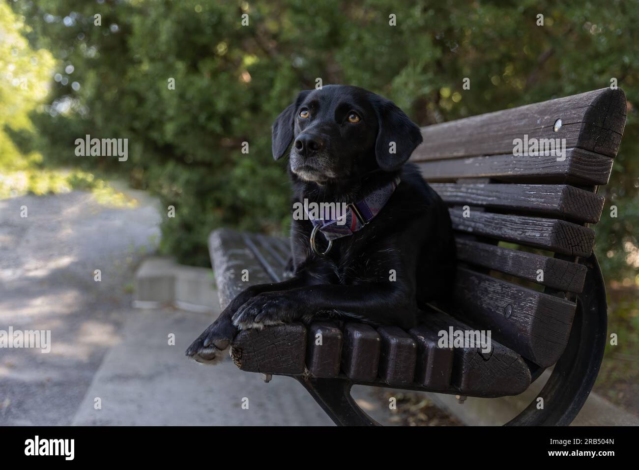 Dark lab hi-res stock photography and images - Alamy