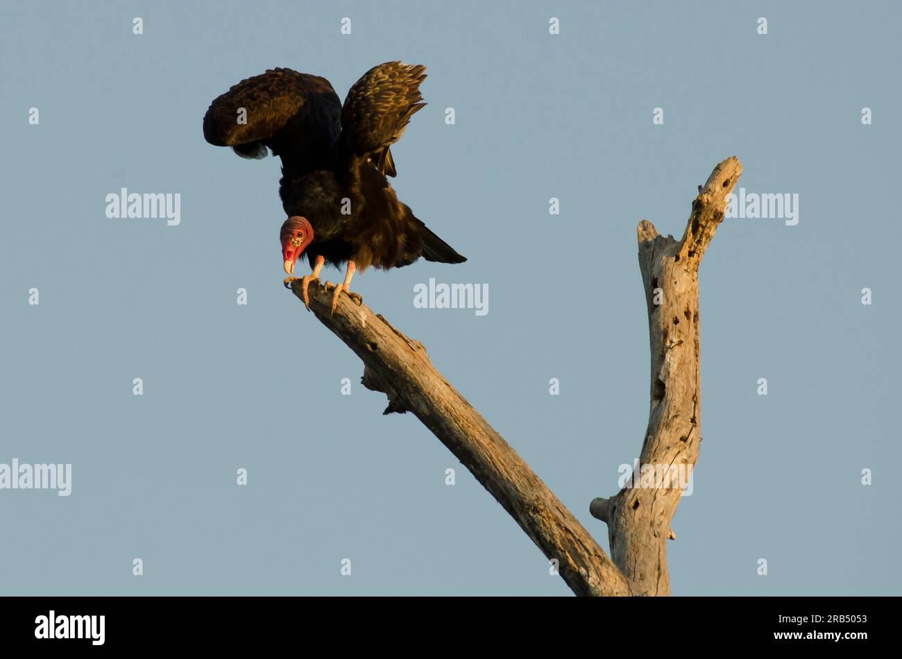 Turkey Vulture, Cathartes aura, stretching Stock Photo - Alamy