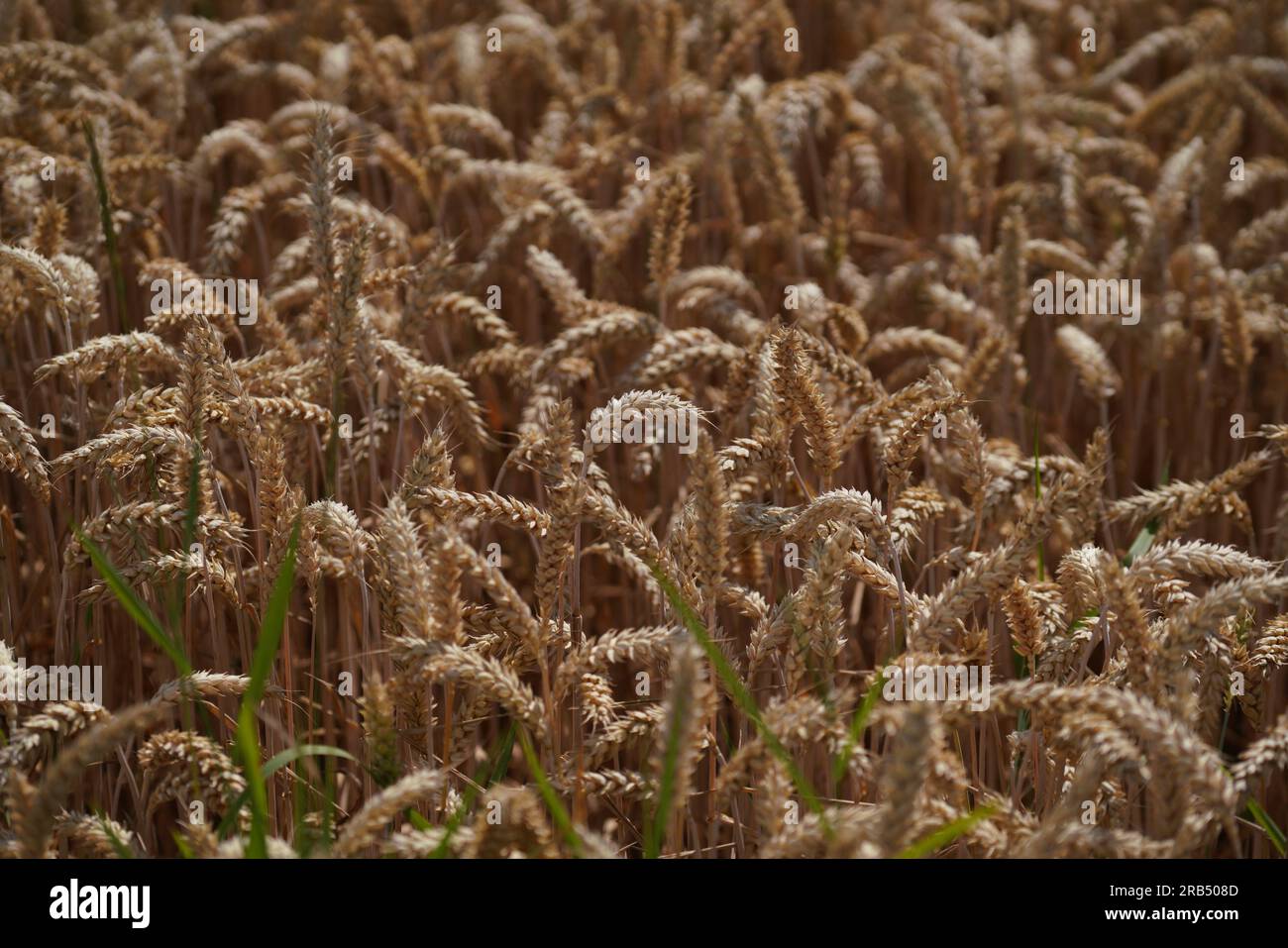 Grains in the field before harvest in agriculture Stock Photo - Alamy