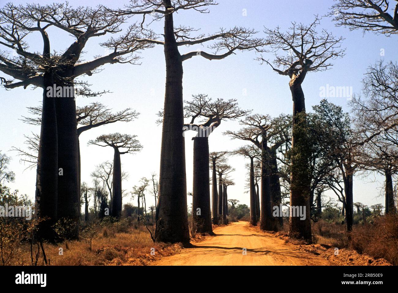 Madagascar baobab hi-res stock photography and images - Alamy