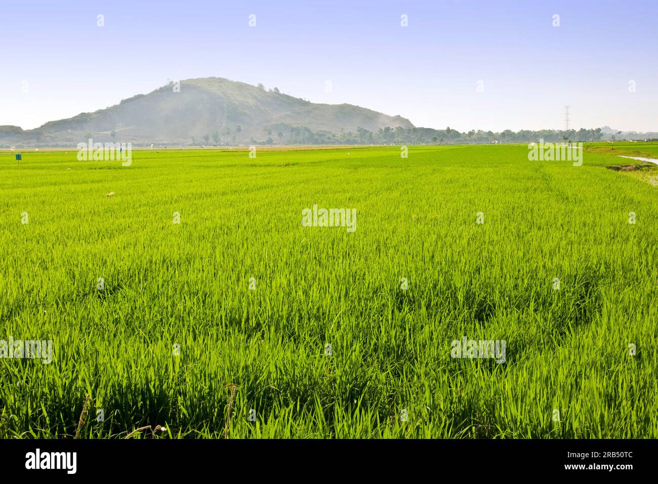 Rice field. Surrounding of Siem Reap. Cambodia Stock Photo - Alamy