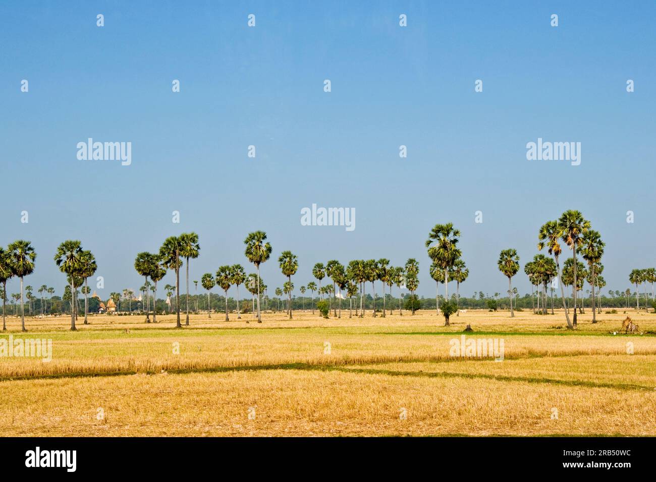 Rice field. Surrounding of Siem Reap. Cambodia Stock Photo - Alamy