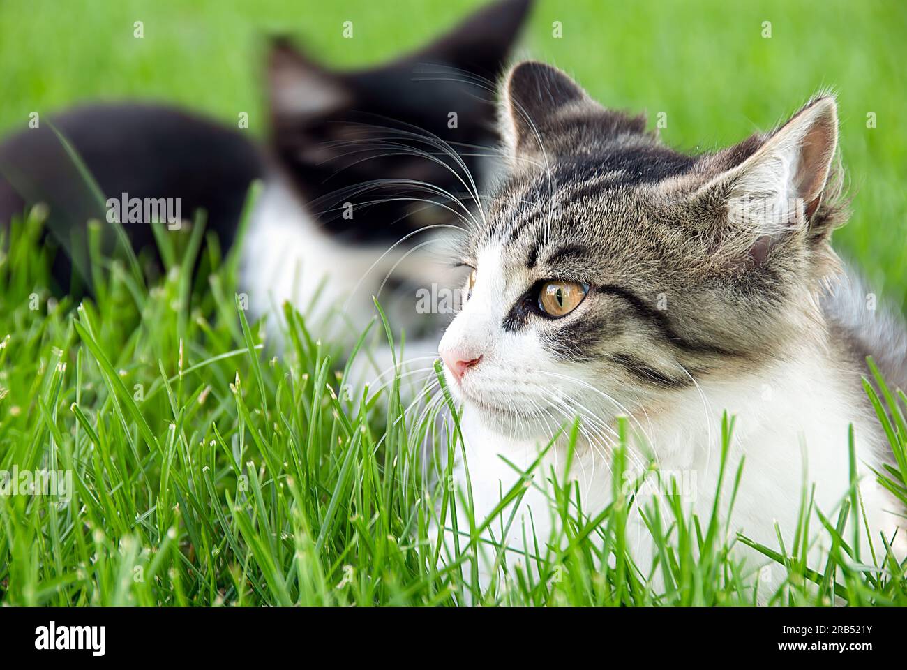 Tuxedo tabby hi-res stock photography and images - Alamy