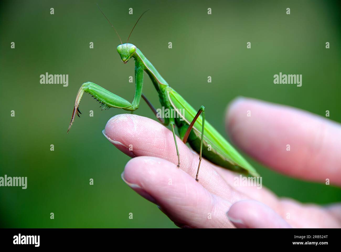 Close up of praying mantis on a human hand with a green background ...