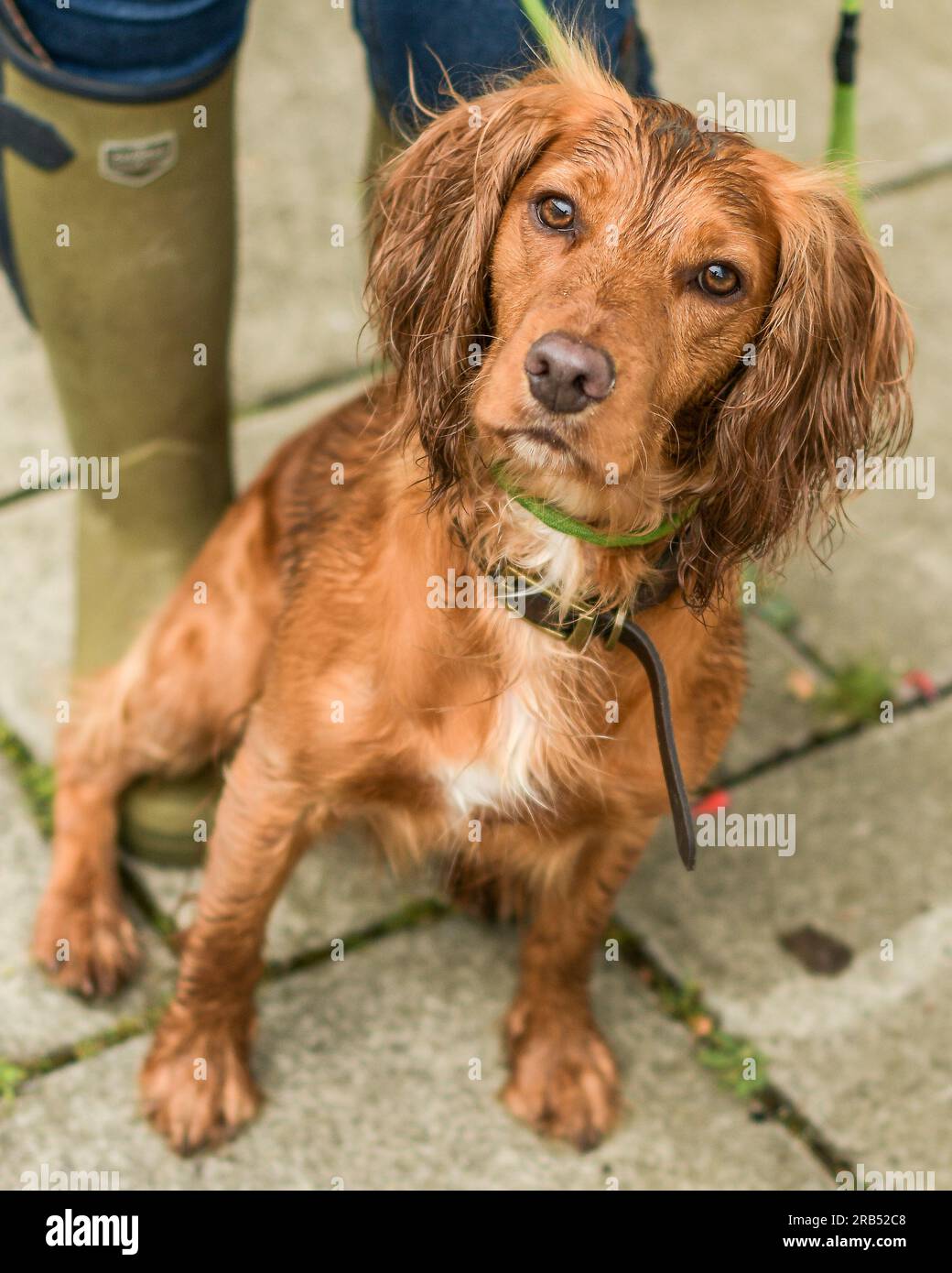 Cocker spaniel dog head hi-res stock photography and images - Alamy