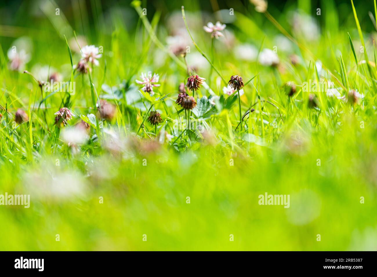 Unmowed lawn hi-res stock photography and images - Alamy