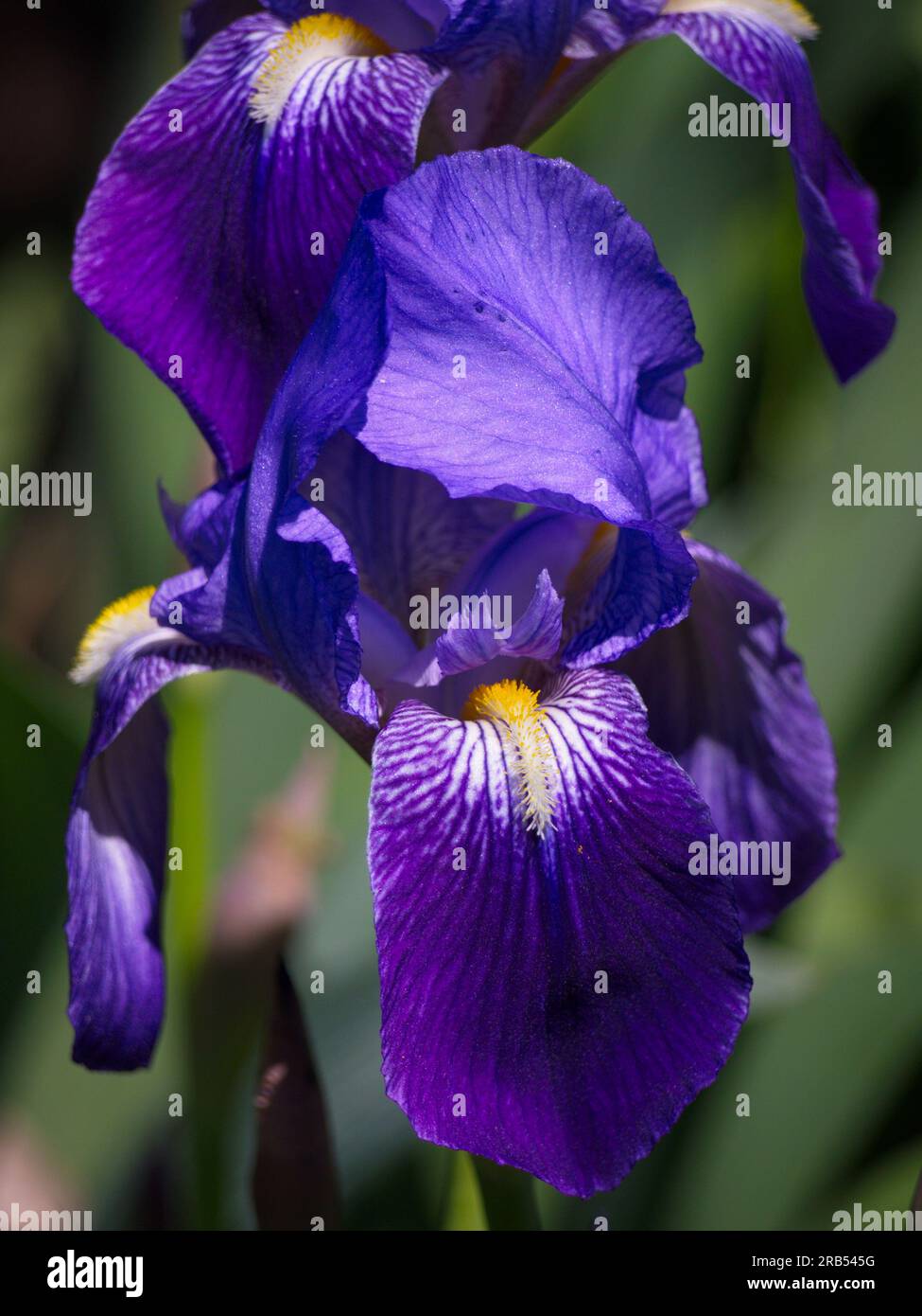 Planta perenne hi-res stock photography and images - Alamy