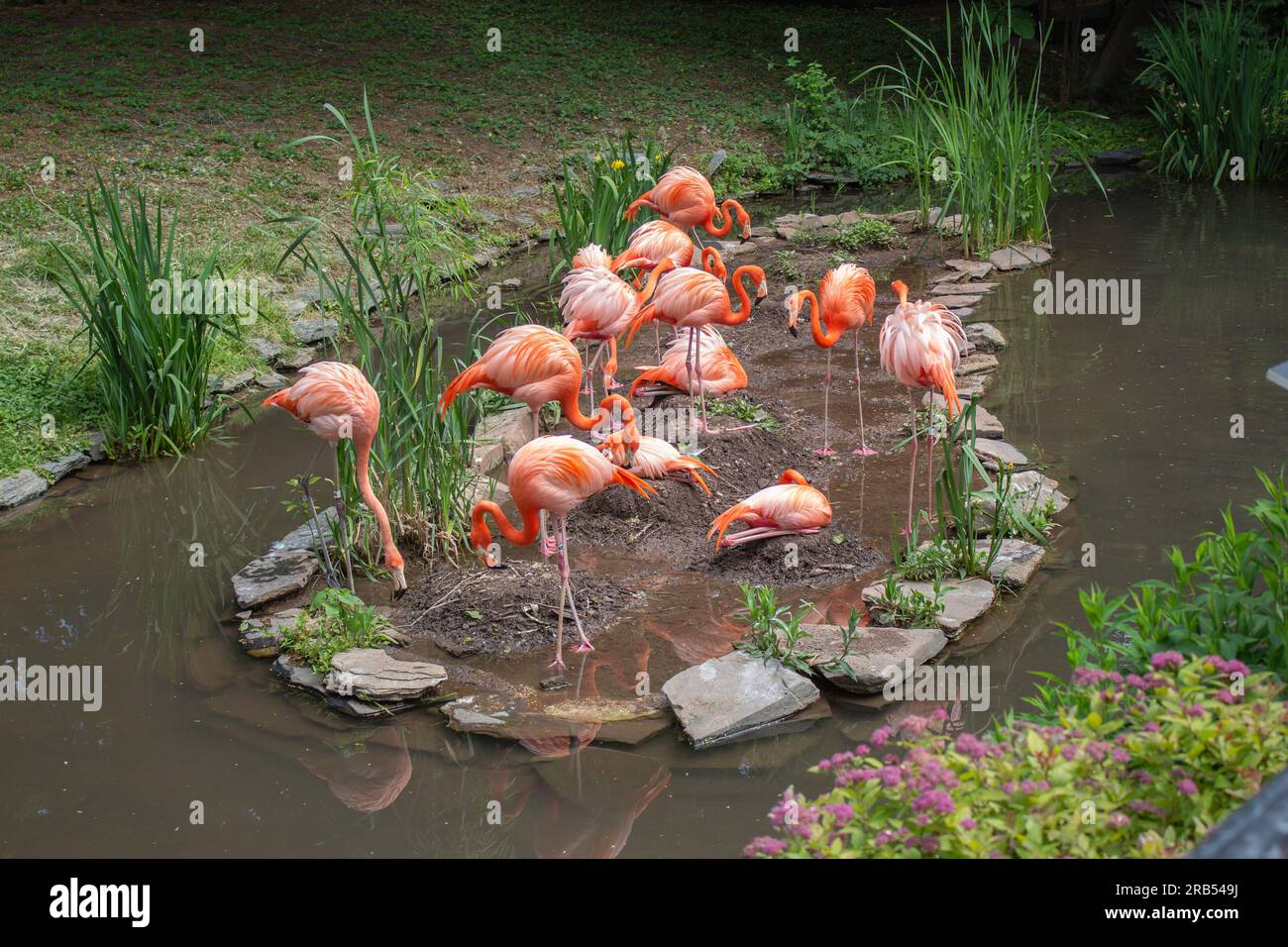 Beautiful Flamingos at the Philadelphia Zoo Stock Photo - Alamy