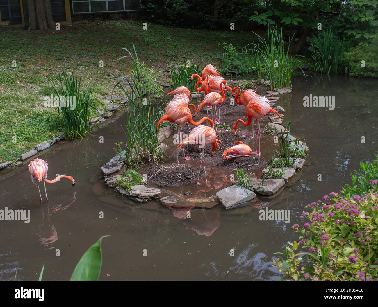 Flamingo big bird hi-res stock photography and images - Alamy