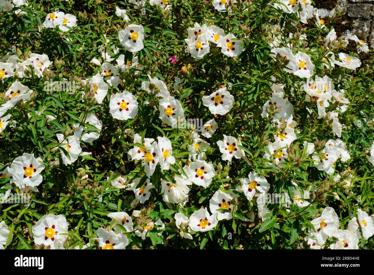 Rock Rose or Cistus x Purpureus "Alan Fradd" - John Gollop Stock Photo ...